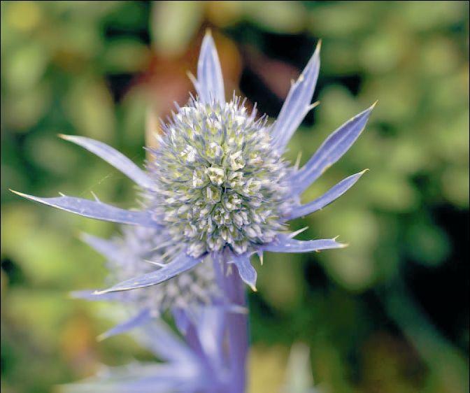 Scaiul vanat, o planta perena decorativa | Antena 1
