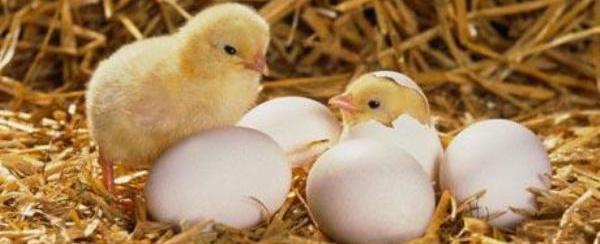 VIDEO / Un pui de gaina s-a nascut cu 3 picioare | Antena 1