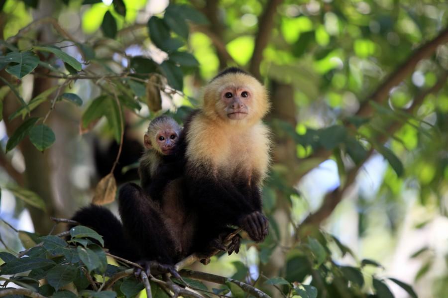 Maimuta, animal de casa? | Antena 1
