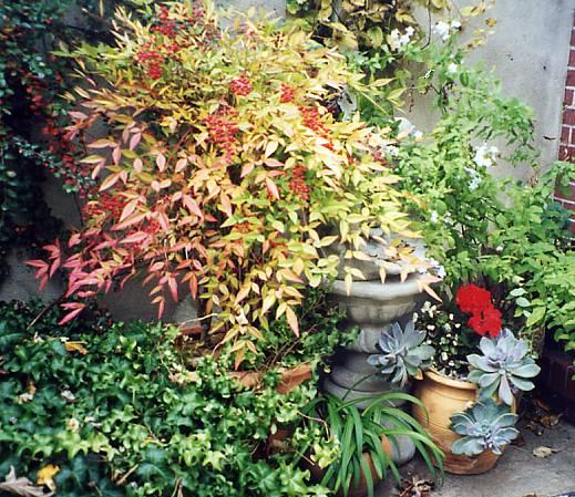 Nandina domestica, "bambusul sfant" din gradina | Antena 1
