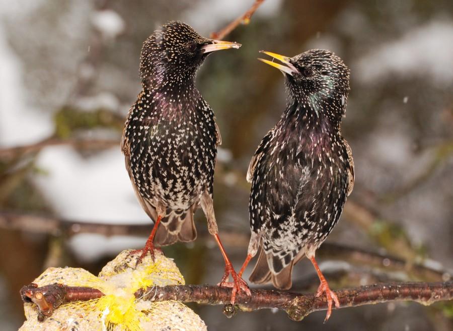 Grauri beti morti: Pasarile din Constanta au murit dupa ce „s-au ...