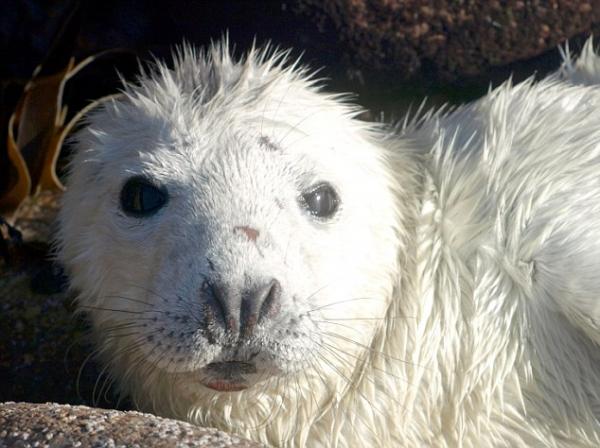 FOTO! Vezi cel mai mic pui de foca salvat de la moarte! | Antena 1