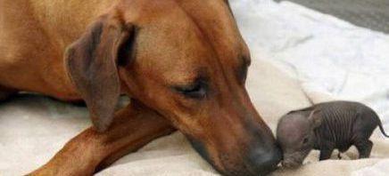 FOTO! Tandrete intre animale din specii diferite | Antena 1