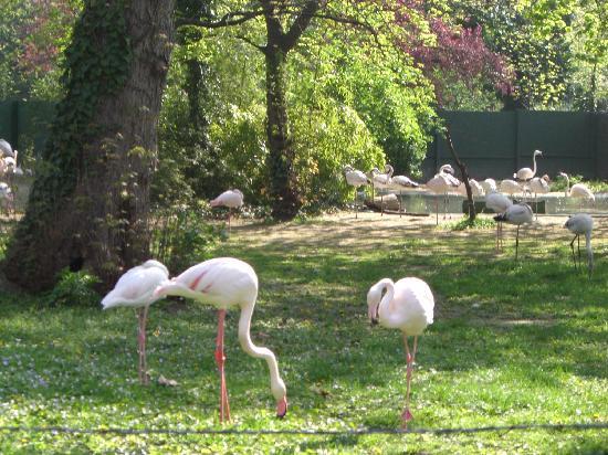 VIDEO! Sute de animale de la gradina zoologica Oradea, scoase la ...