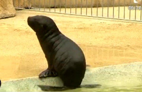 VIDEO! Un pui de foca ia lectii de inot | Antena 1