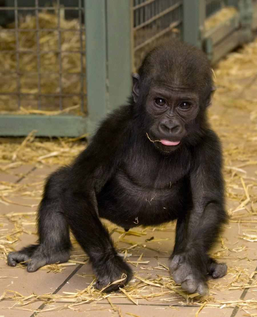 FOTO! Okanda, un pui de gorila bolnav | Antena 1