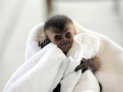 FOTO! Cele mai dragute maimute din lume! | Antena 1