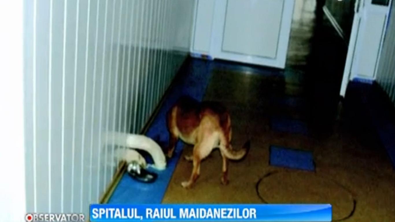 Spitalul Gaesti, raiul cainilor fara stapan | Antena 1