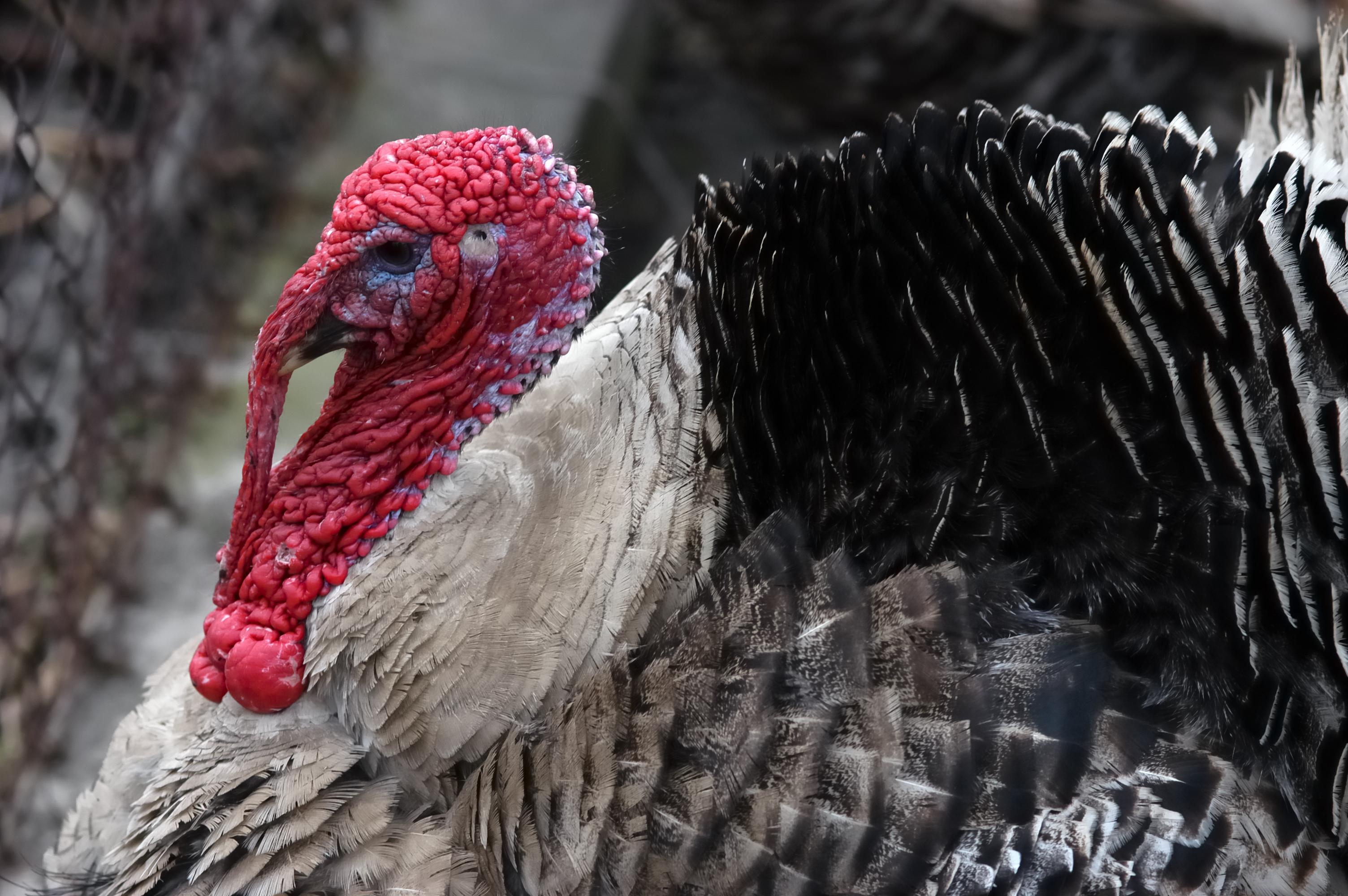 Carnea de curcan: 7 beneficii pentru sanatate | Antena 1