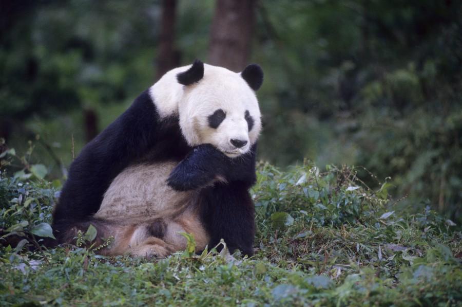 Ursii panda gigant au crescut cu 200% numarul vizitatorilor de la ...