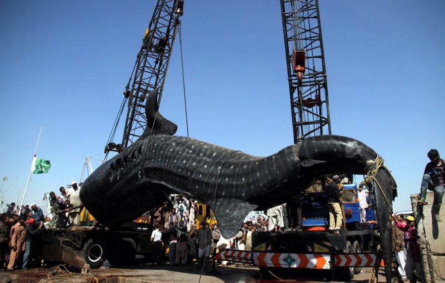 GALERIE FOTO! Un rechin-balena, lung de 15 de metri, gasit de un pescar ...