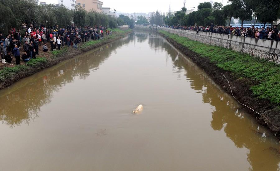 IMPRESIONANT! Operatiune dificila de salvare a unui delfin alb in China ...