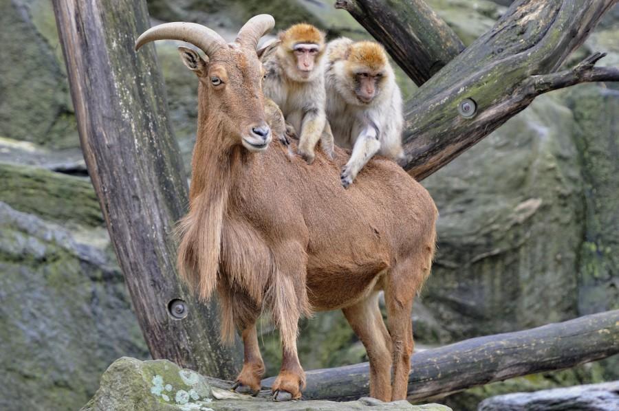 FOTO! Vezi ce mijloc de transport inedit si-au gasit doua maimute ...