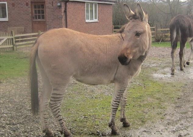 FOTO! Vezi corcitura dintre un magar si o zebra! | Antena 1