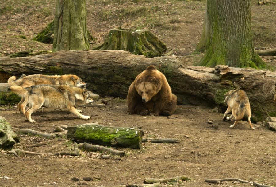 FOTO ULUITOR! Lupta dintre un urs si o haita de lupi! | Antena 1
