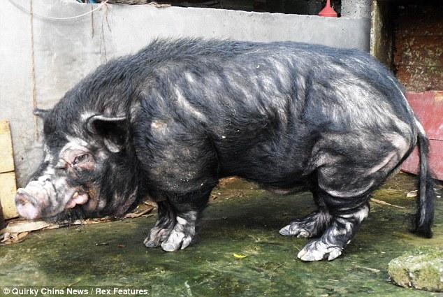 FOTO! Cei mai urati porci din lume traiesc in China | Antena 1