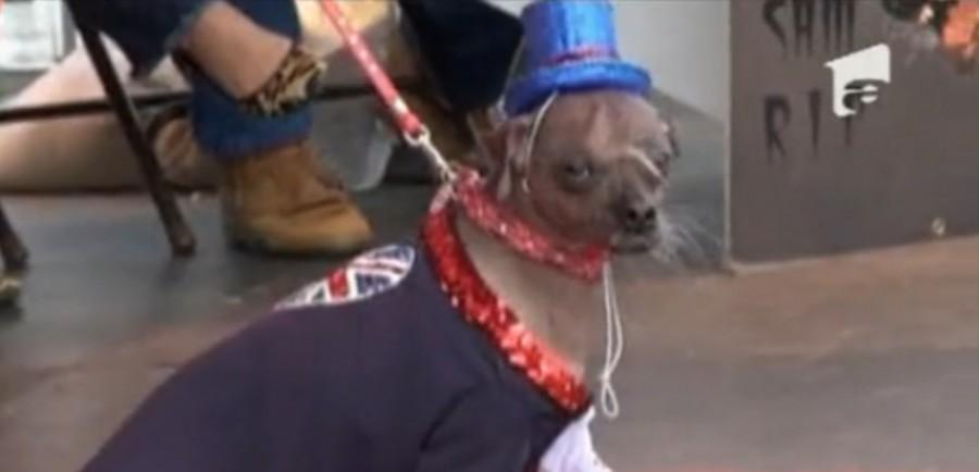 VIDEO! Vezi cei mai urati caini din lume! | Antena 1