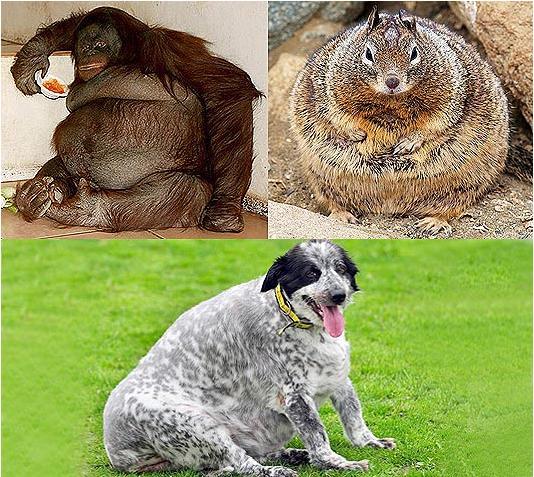 FOTO! Vezi cum arata cele mai grase animale din lume! | Antena 1