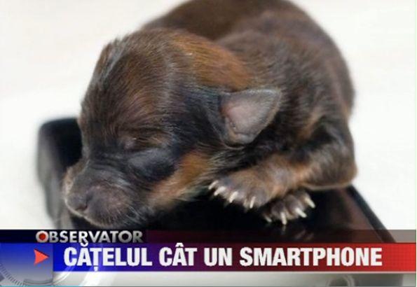 Cel mai mic catel din lume s-a nascut la Londra. Vezi cat cantareste ...