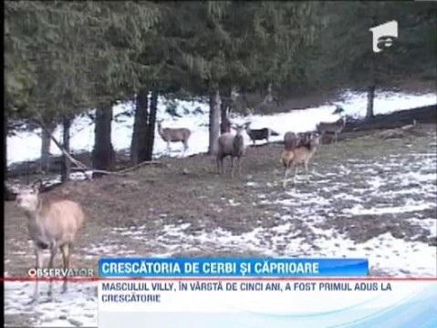 Un sibian a deschis o crescatoria de cerbi si caprioare, exemplare in ...