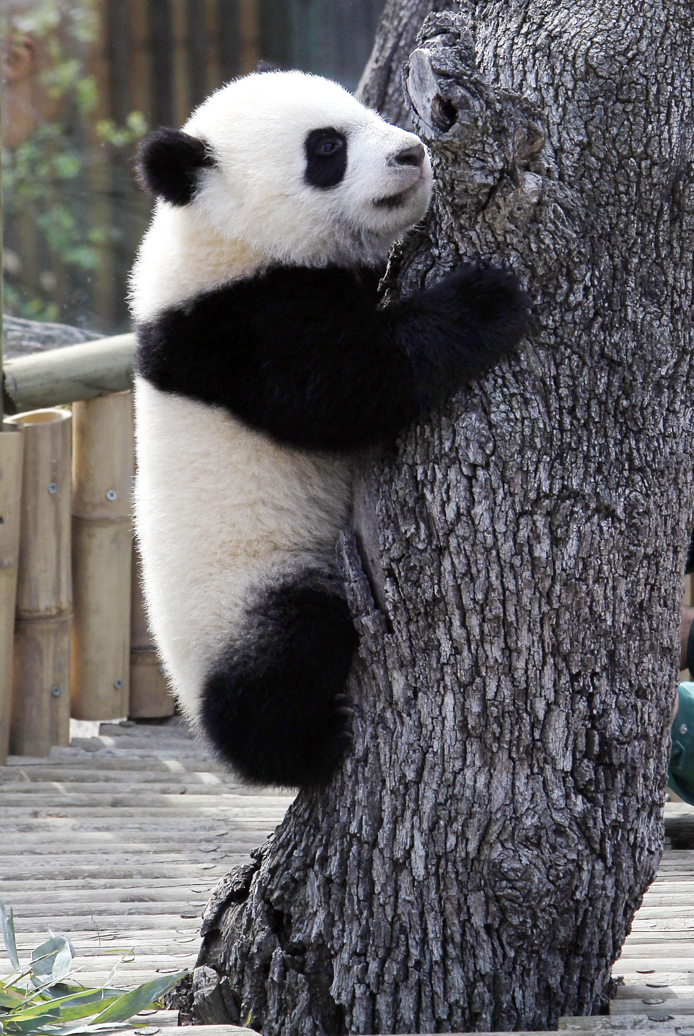 VIDEO! Un pui de urs panda face primii pasi! | Antena 1