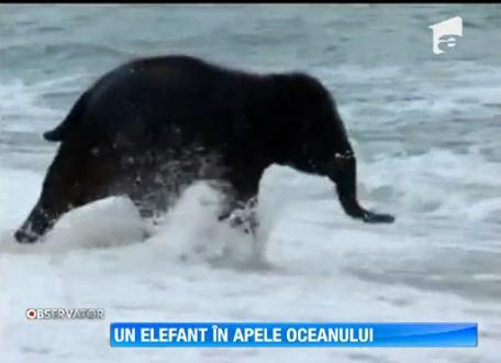 Un pui de elefant, surprins in timp ce se scalda in apele oceanului | Antena 1