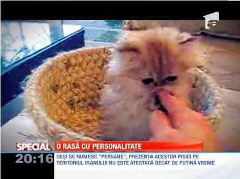 Observator Special: Pisicile persane au apucaturi umane | Antena 1