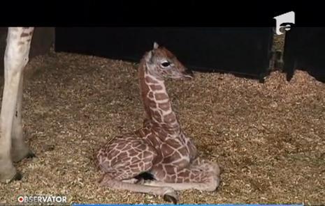 Un pui de girafa a devenit vedeta intr-o gradina zoologica americana ...