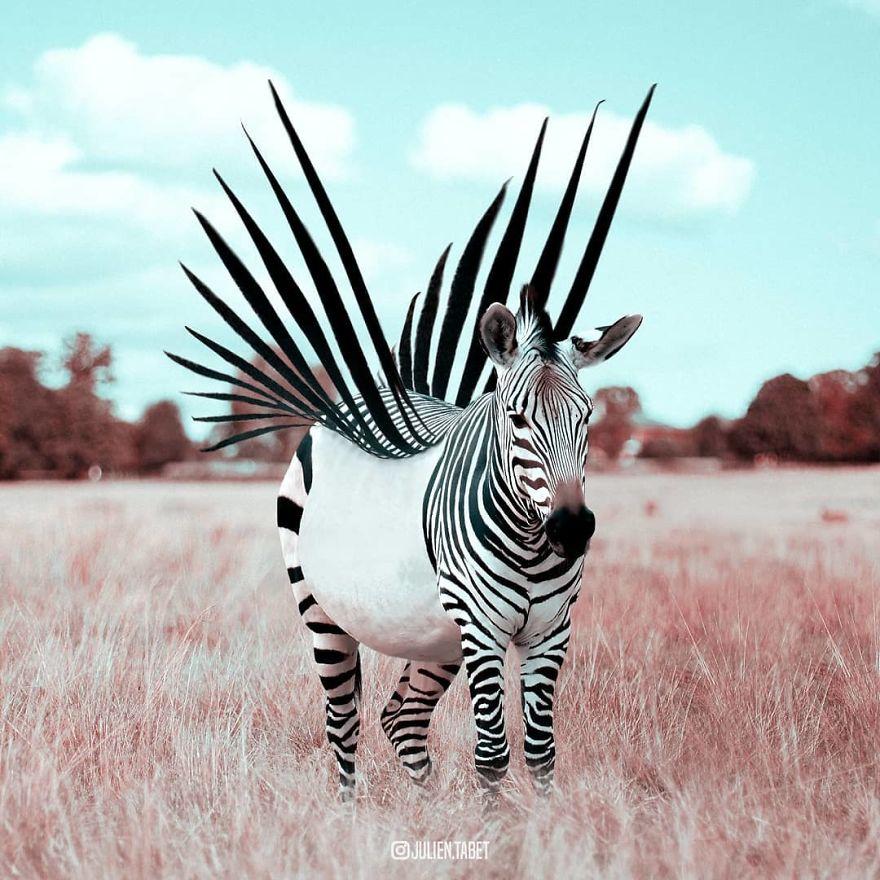 Imagini spectaculoase! Zebra cu aripi, veverița pasionată de shopping ...