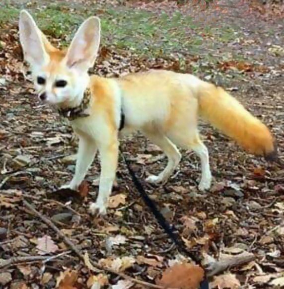 O tânără vegană adoptat o vulpe de deșert și a crescut-o cu o dieta ...