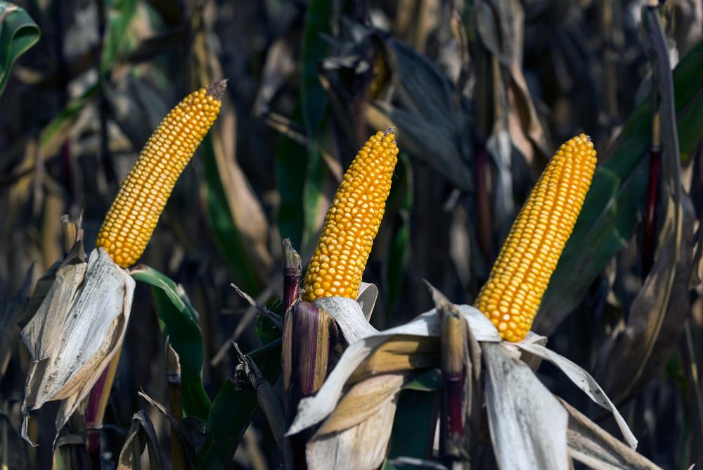 Producții record de porumb în România: află secretele unei culturi ...