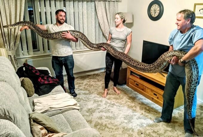 Cel mai mare piton birmanez din lume locuiește într-un apartament de ...
