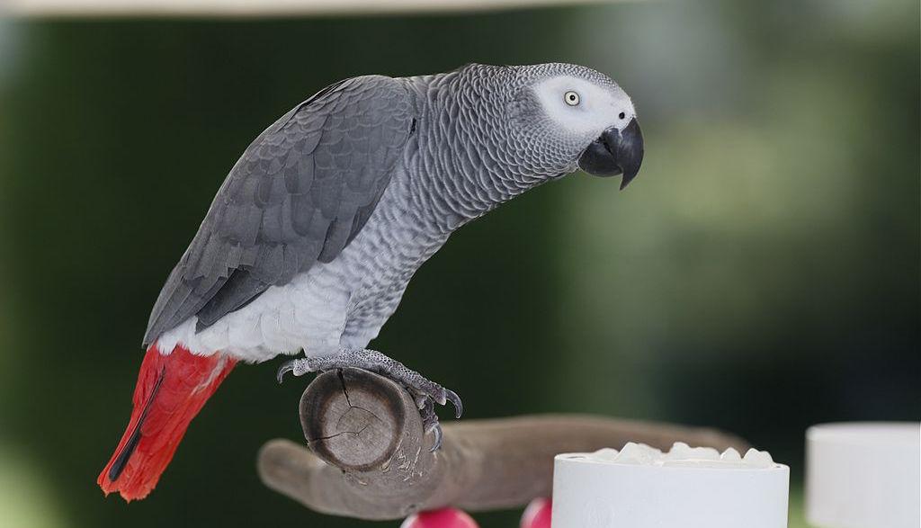 Cele mai sociabile rase de papagali vorbitori. Cât costă și cum îi ...