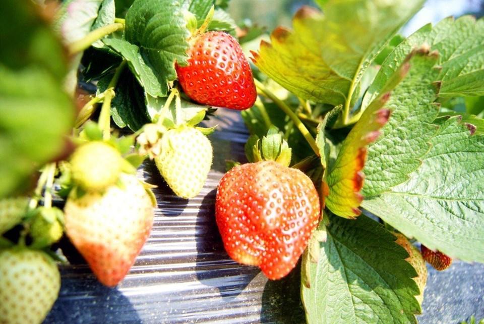 Căpșuni în ghiveci. Cum să ai căpșuni gustoase chiar la tine acasă ...