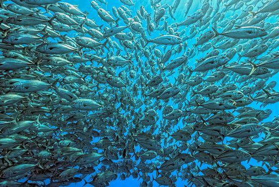 Imagini cu anomalii ale peştilor afectaţi de poluarea oceanelor | Antena 1