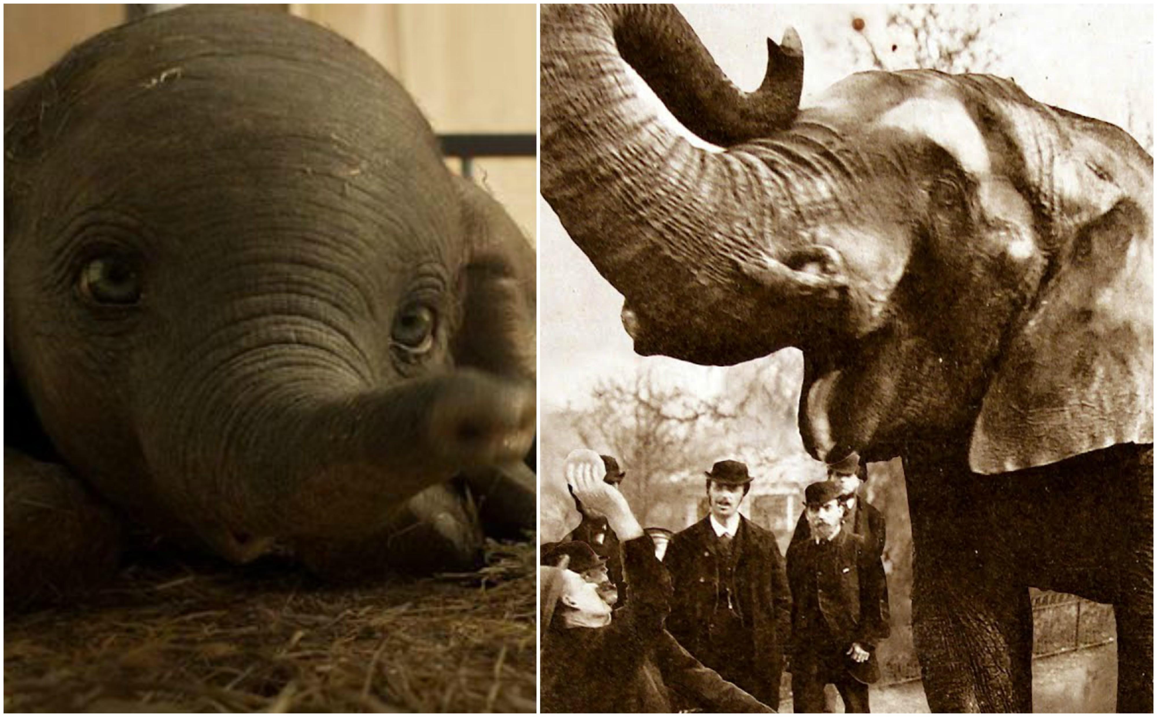 Elefantul Jumbo, care a inspirat povestea „Dumbo”, era alcoolic | Antena 1