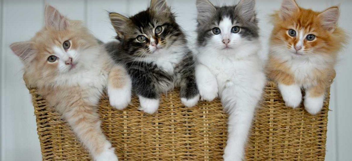 Cele mai mici rase de pisici: 8 pisicuțe drăguțe. | Antena 1