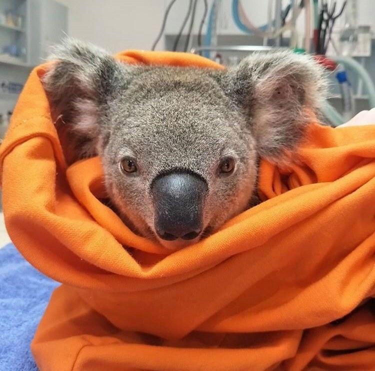Urșii Koala din Australia se vor întoarce în habitatul lor natural ...