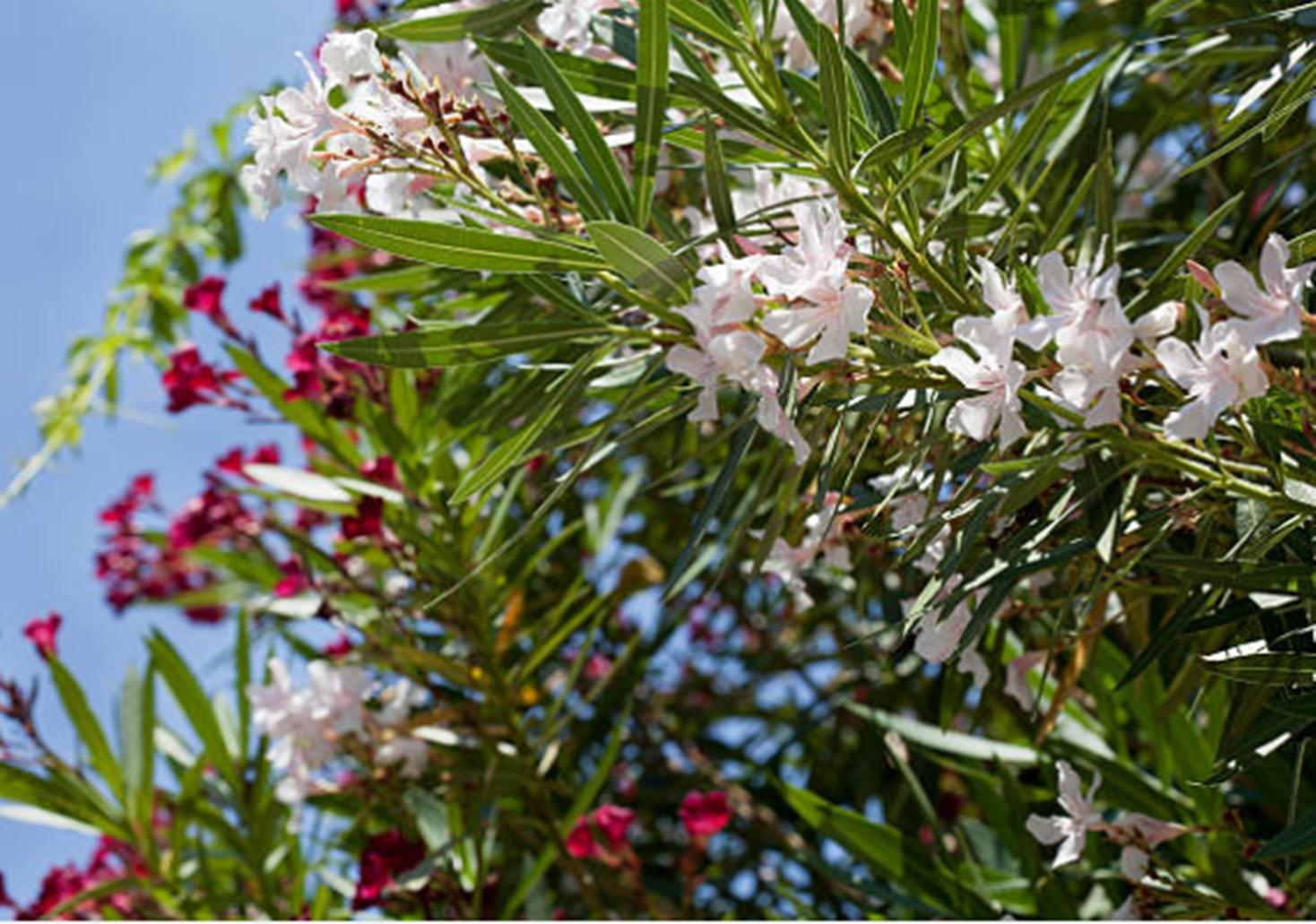 Leandru: Îngrijire și ce trebuie să știe familiile cu copii despre ...