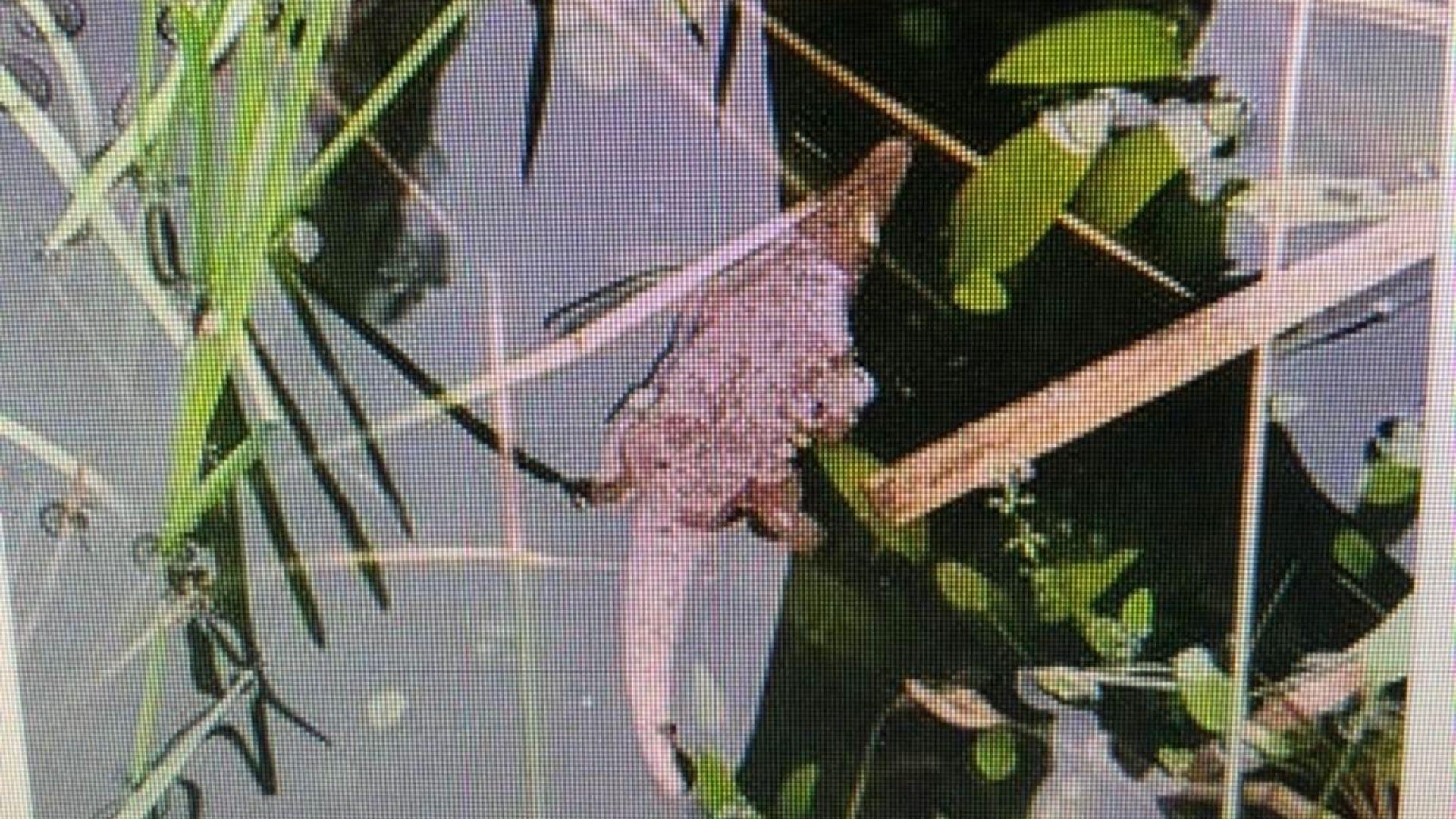 Creatura bizară găsită într-o grădină zoologică. Ce este vietatea de a ...