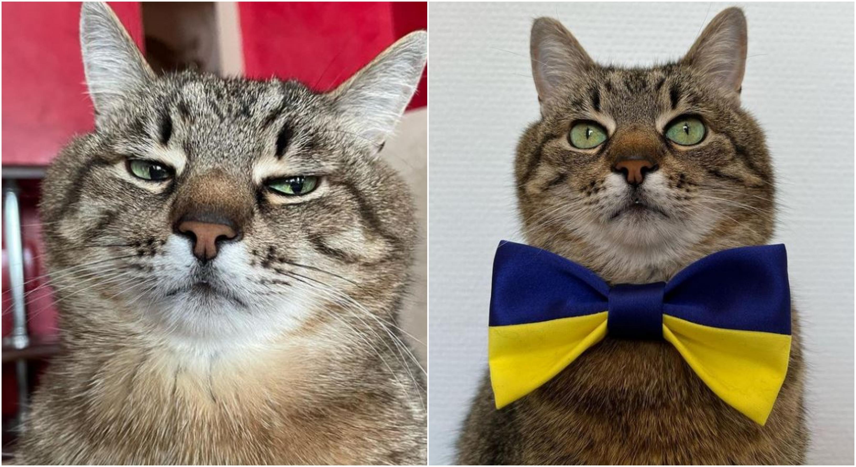 Cum a ajuns un motan ambasadorul cultural al Ucrainei. Felina are peste ...