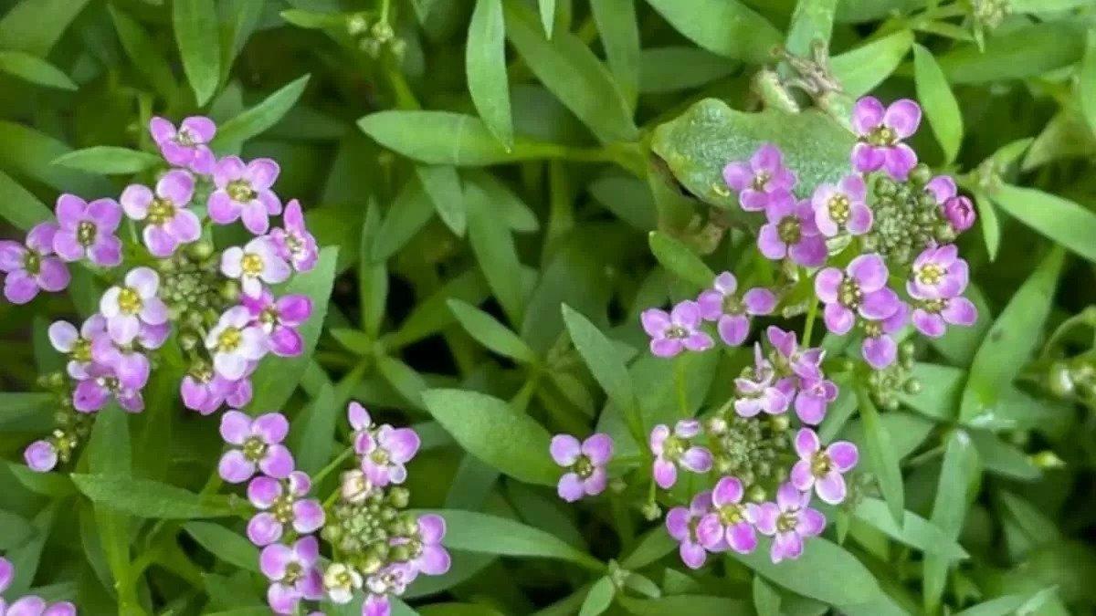 Iluzia optică ce le-a dat bătăi de cap internauților. Ai găsit broasca ...