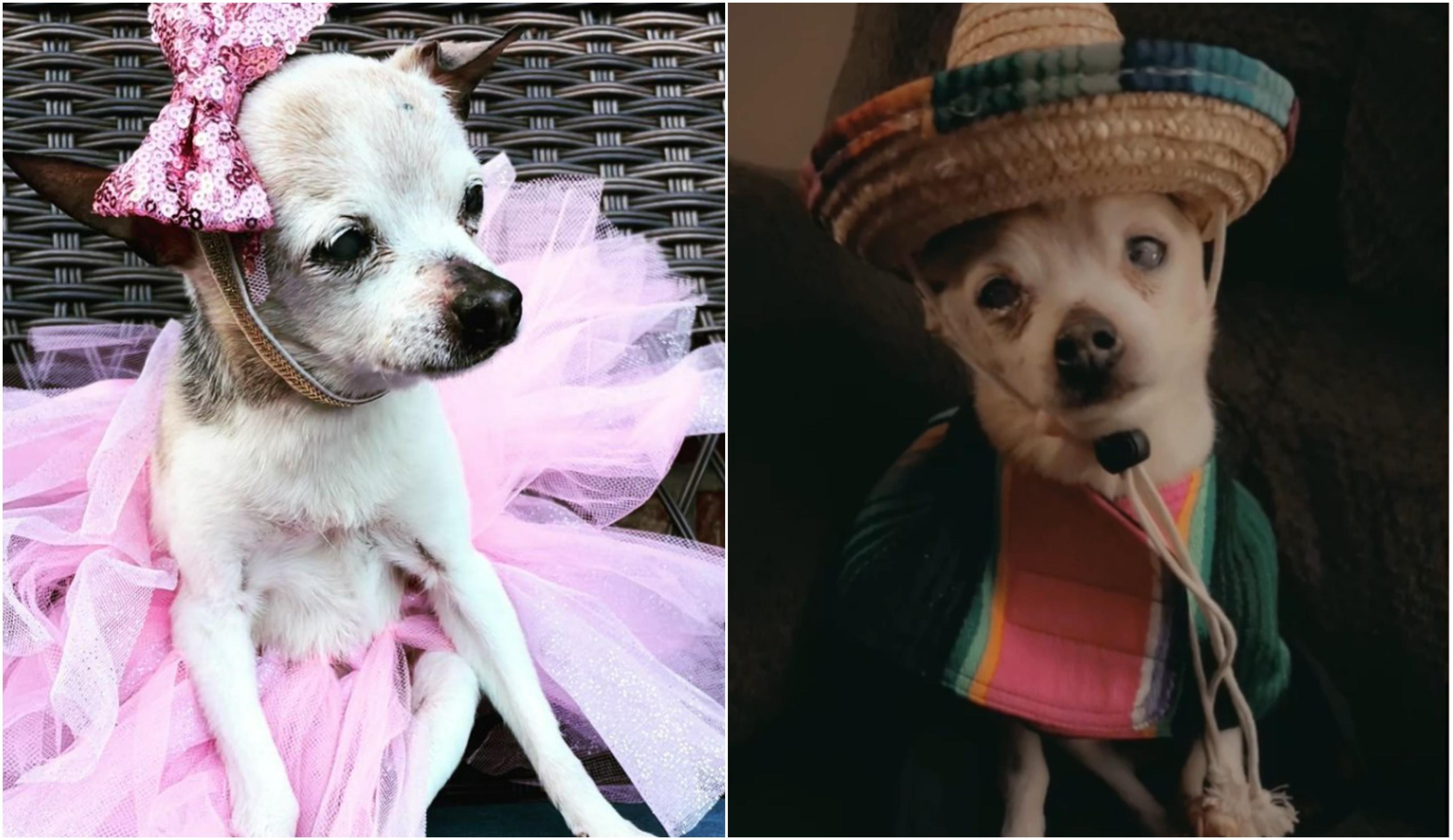 Un cățel adoptat în anul 2000 a intrat în Cartea Recordurilor, drept ...