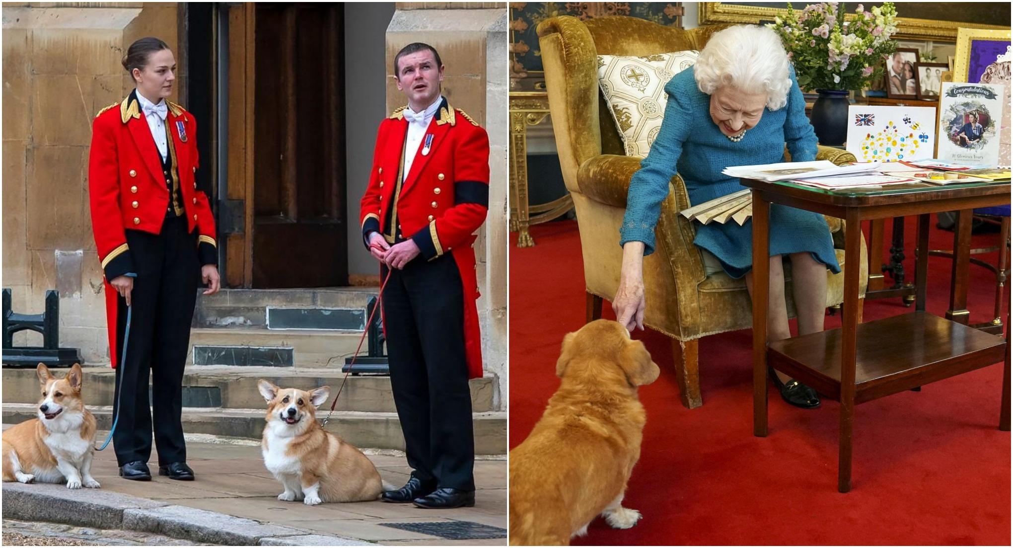 Cât a ajuns să coste un Corgi, rasa îndrăgită de Regina Elisabeta a II-a. După decesul Suveranei ...