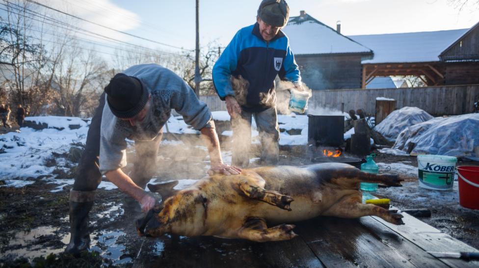Tăierea porcului 2023. Motivul pentru care se taie porcul în fiecare an ...