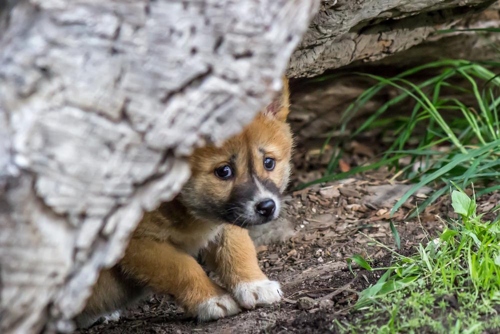Un bărbat a găsit un pui de câine abandonat și l-a luat acasă. Când a ...