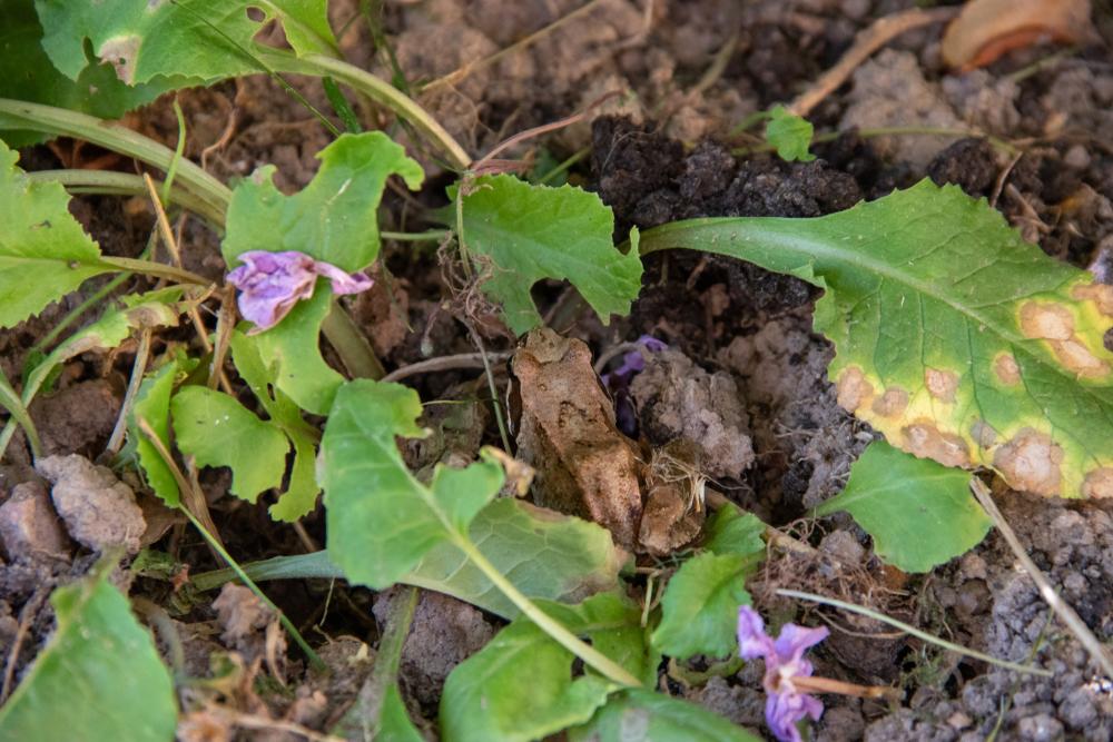 Iluzie optică de senzație. Crezi că găsești broasca din imagine în 5 ...